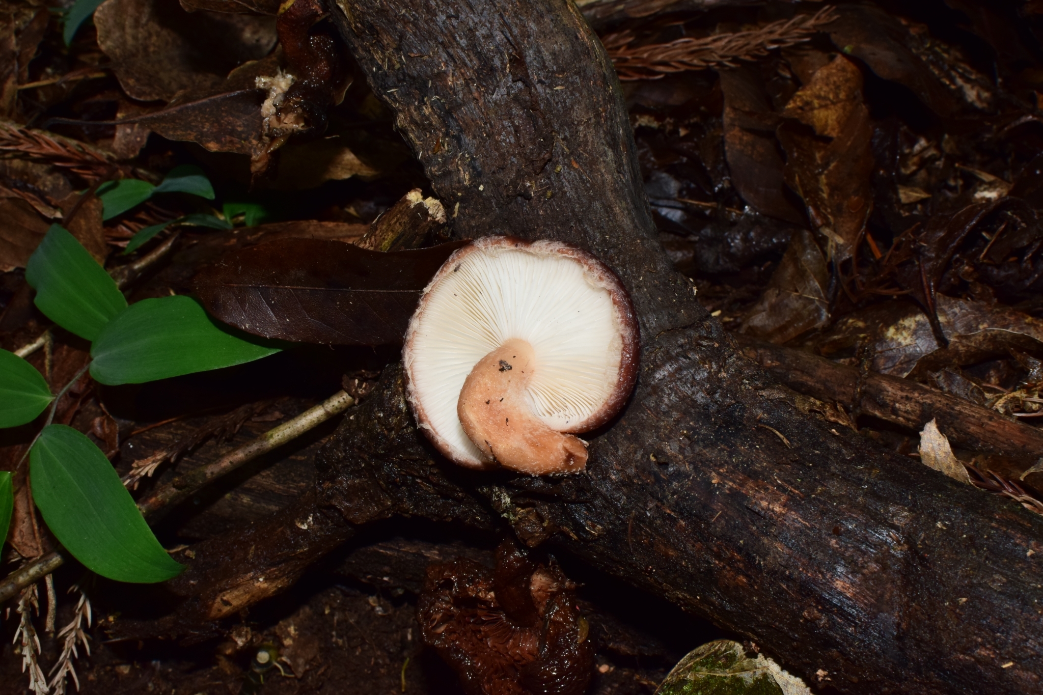 Lentinula edodes (Berk.) Pegler