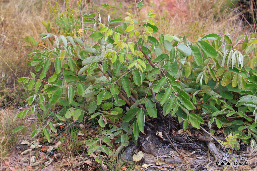 Lannea edulis (Sond.) Engl.