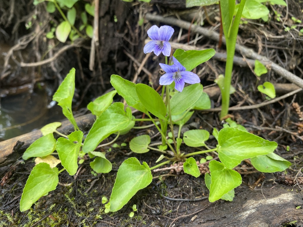 marsh blue violet from Church View, VA, US on May 5, 2022 at 11:19 AM ...