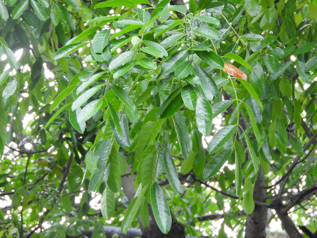 African mahogany in May 2022 by Jan Ho · iNaturalist
