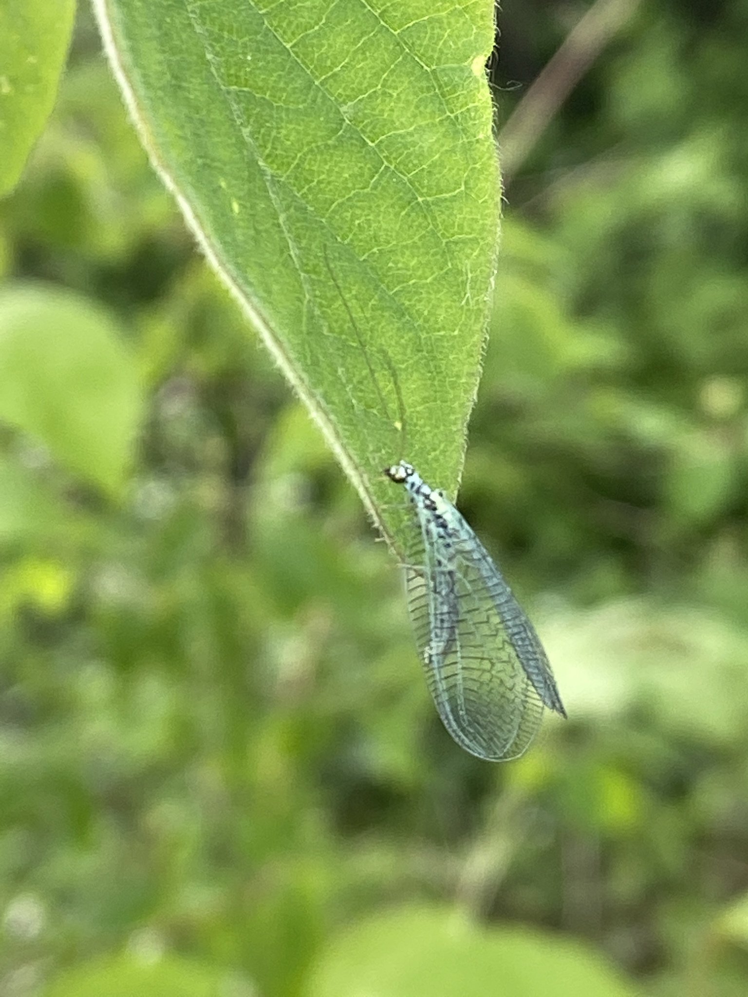 Chrysopa perla (Linnaeus, 1758)