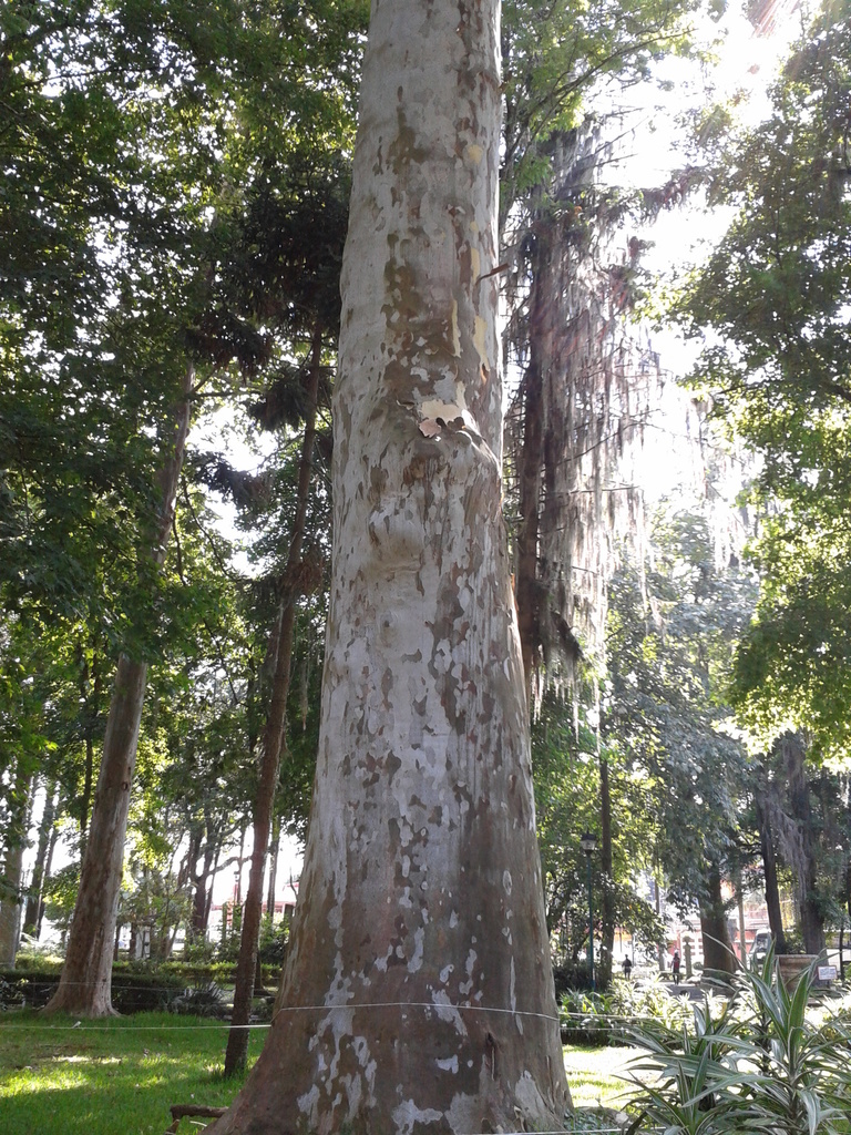 Mexican Sycamore from Parque Los Berros, Xalapa, Veracruz on May 25 ...