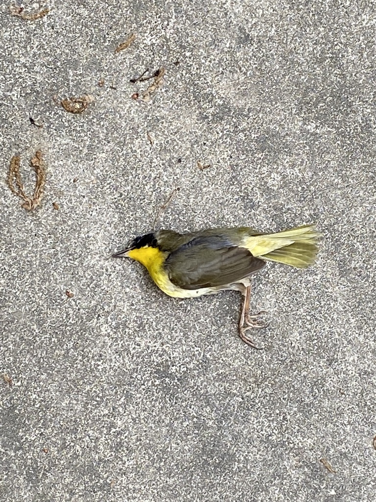 Common Yellowthroat from The University of North Carolina at Chapel ...
