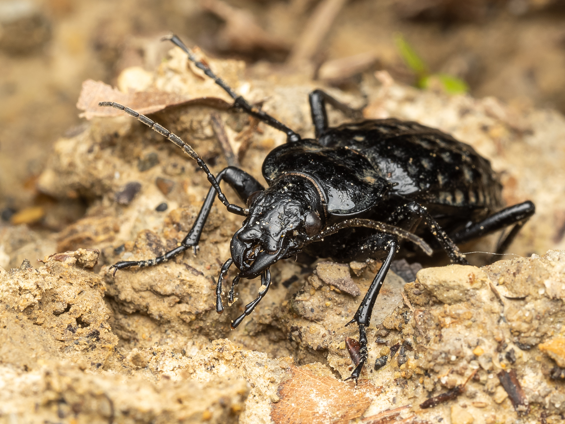 Carabus variolosus Fabricius, 1787