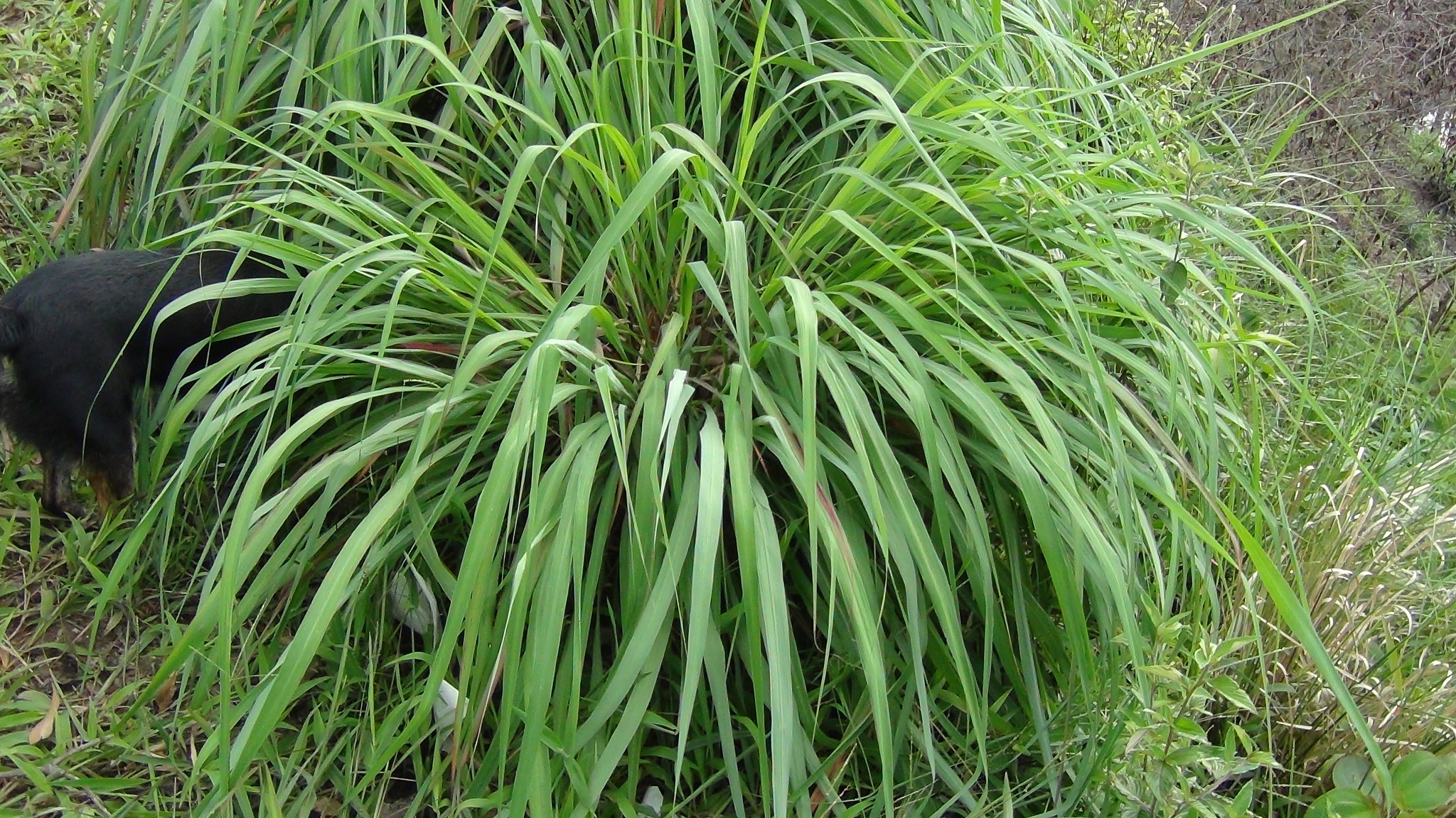 Cymbopogon citratus (DC.) Stapf