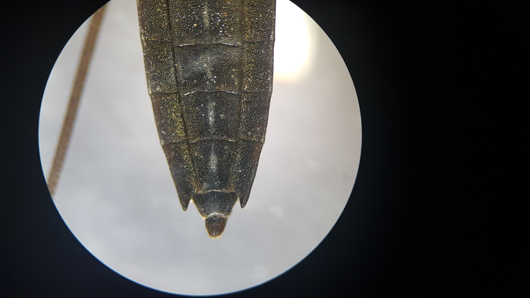 Gerris lateralis Schummel, 1832