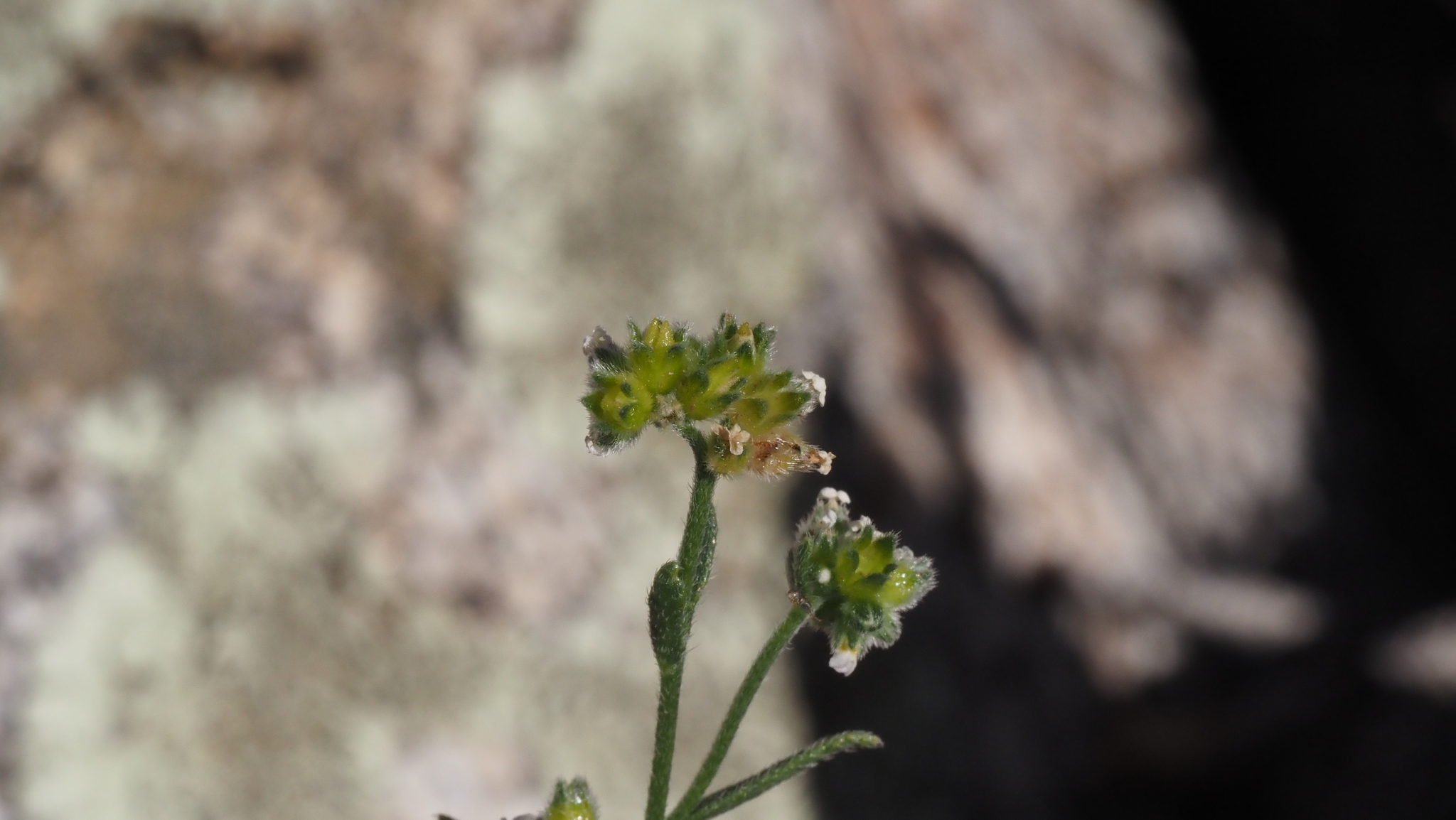Cryptantha utahensis (A.Gray) Greene