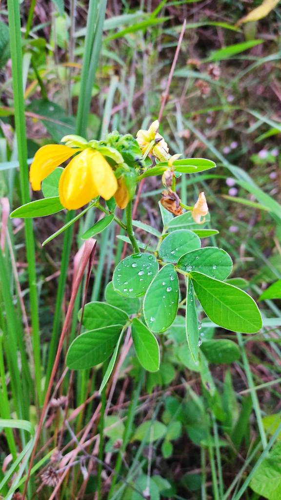 American Sicklepod from Pedro Domingo Murillo, La Paz, Bolivia on April ...