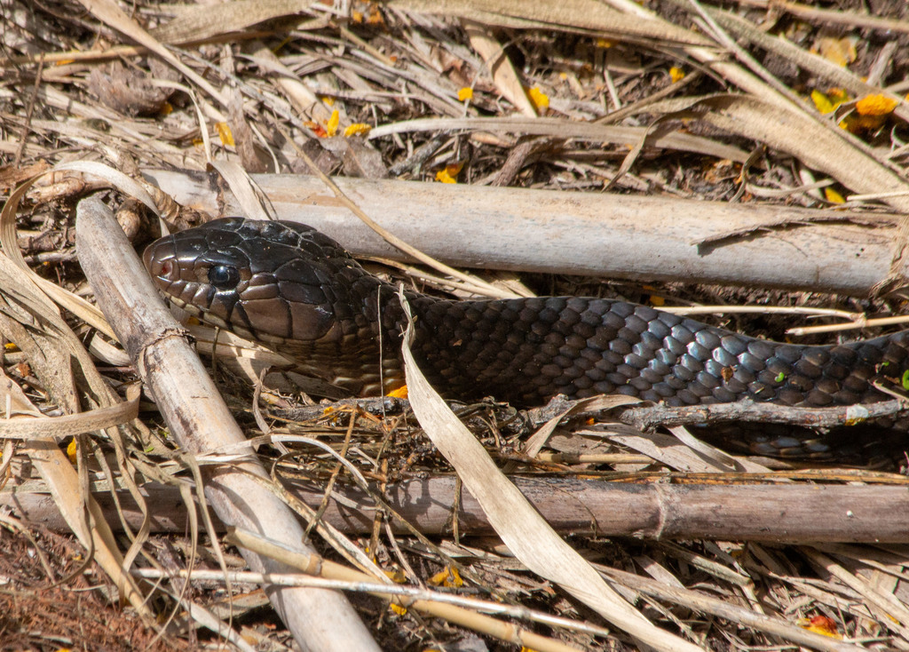 Texas Indigo Snake in April 2022 by Jim Arneson · iNaturalist