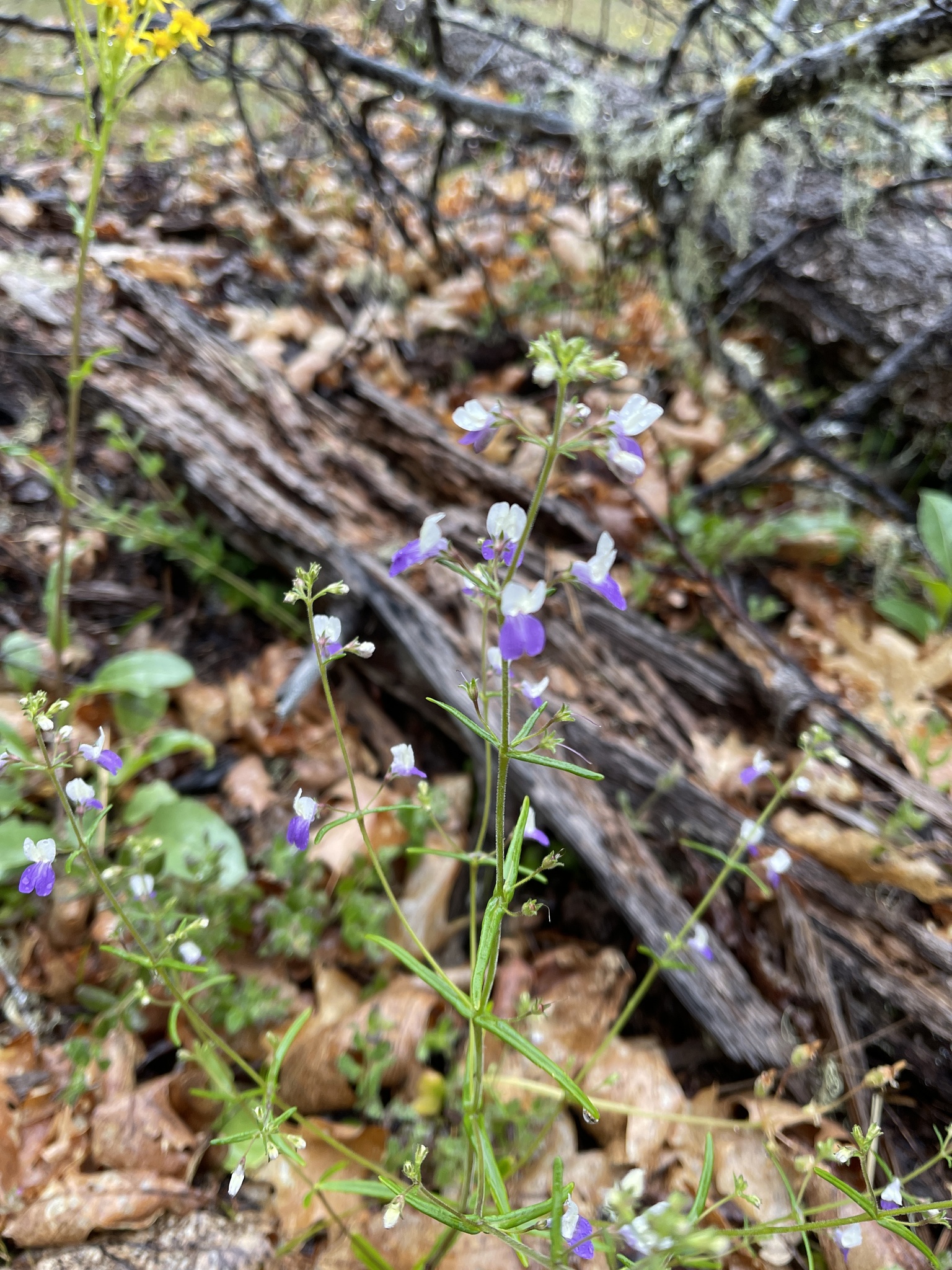 Collinsia linearis A.Gray