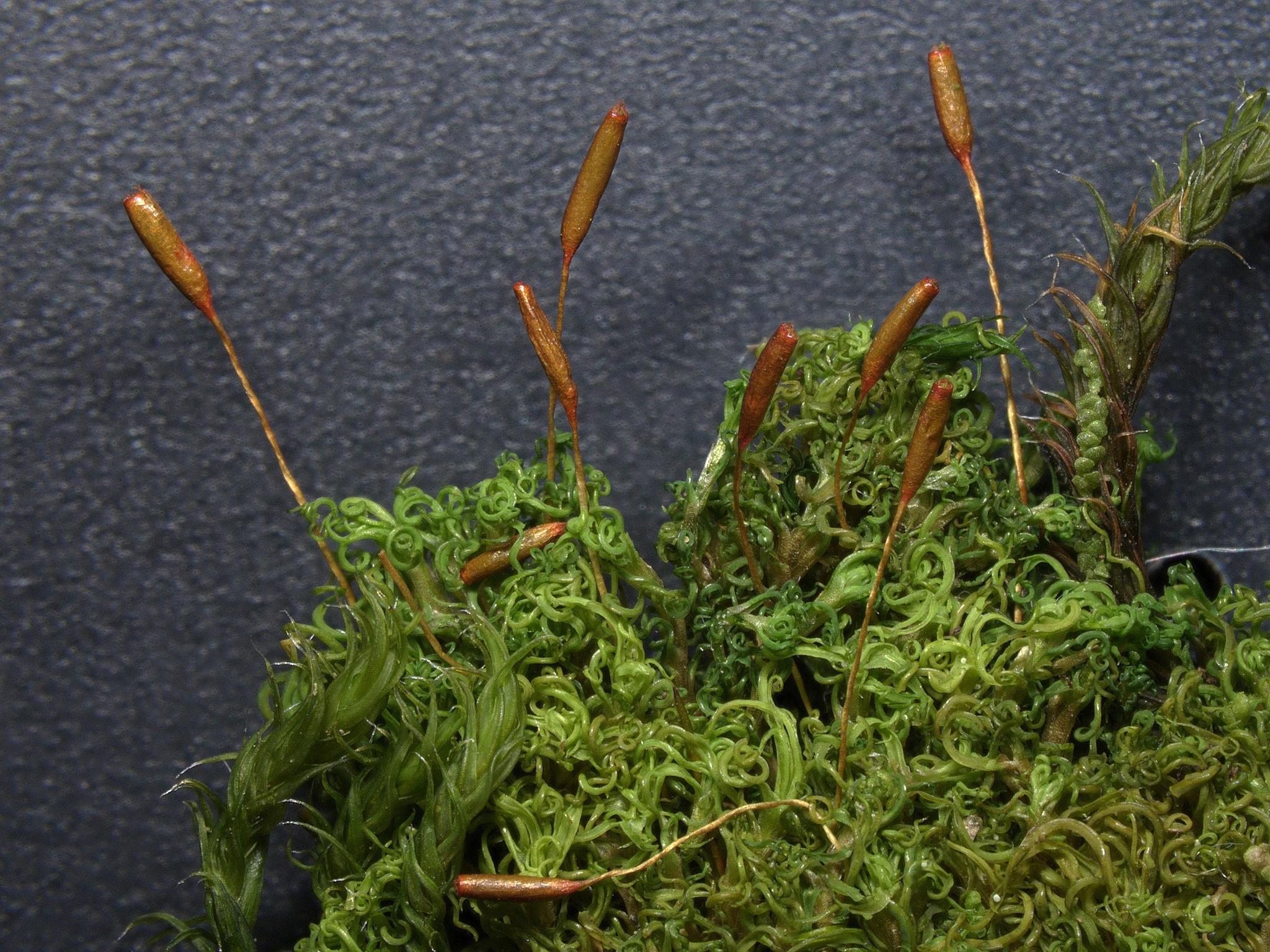 Chionoloma tenuirostre (Hook. & Taylor) M.Alonso, M.J.Cano & J.A.Jiménez