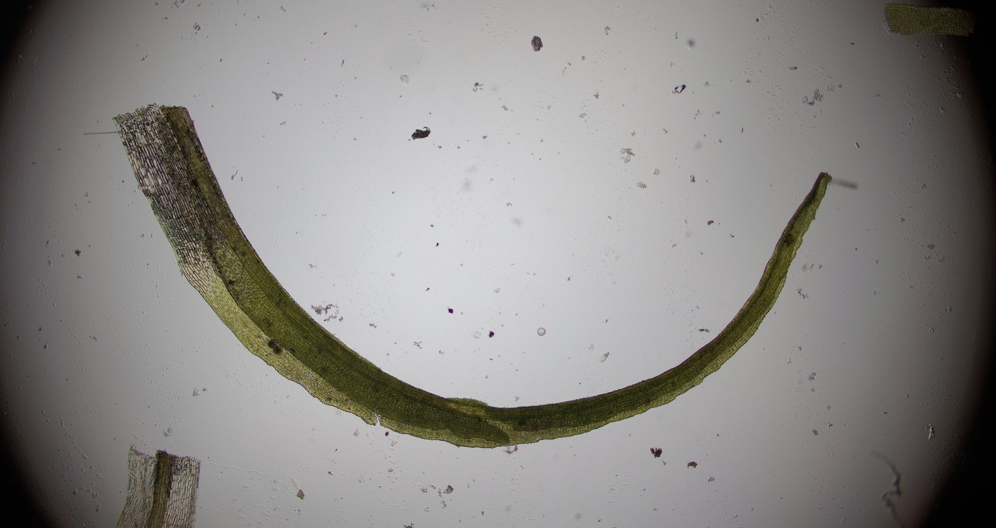 Chionoloma tenuirostre (Hook. & Taylor) M.Alonso, M.J.Cano & J.A.Jiménez