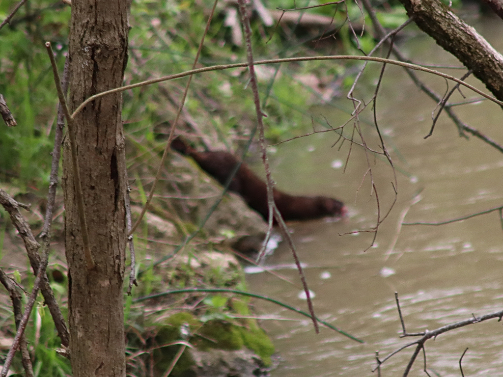American Mink from Swan Creek Preserve Metropark 4659 Airport Hwy ...