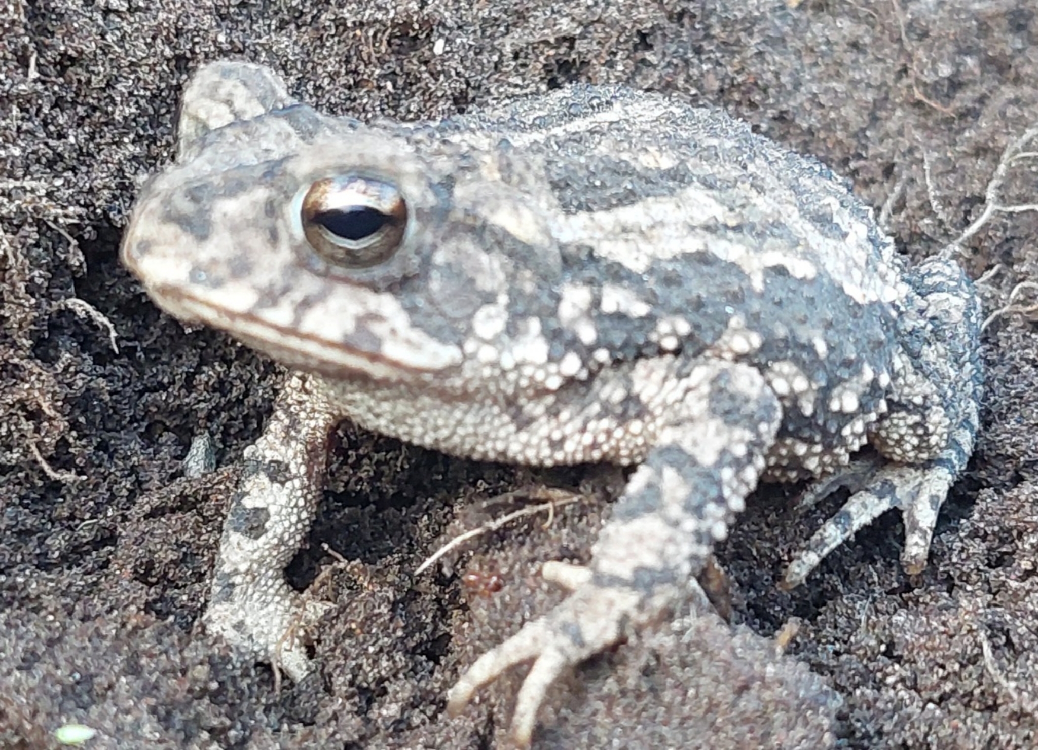 Incilius mazatlanensis (Taylor, 1940)