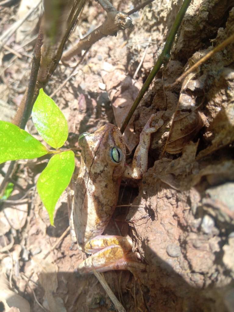 Banana Tree Dwelling Frog from Acurigua 4130, Falcón, Venezuela on ...