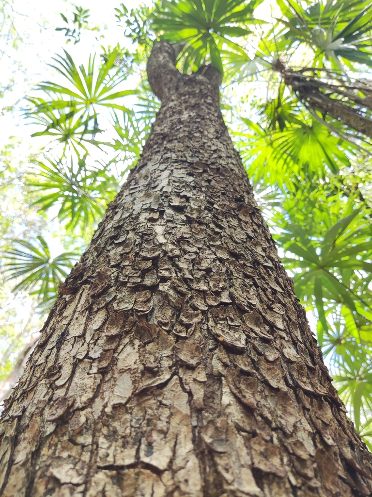 Black Poisonwood from 77985 Q.R., México on May 3, 2022 at 02:32 PM by ...