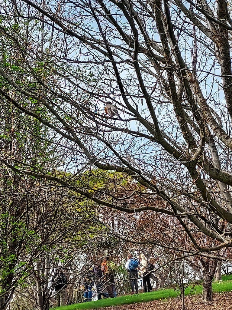 American Robin From University Of Idaho Moscow Idaho On April 28