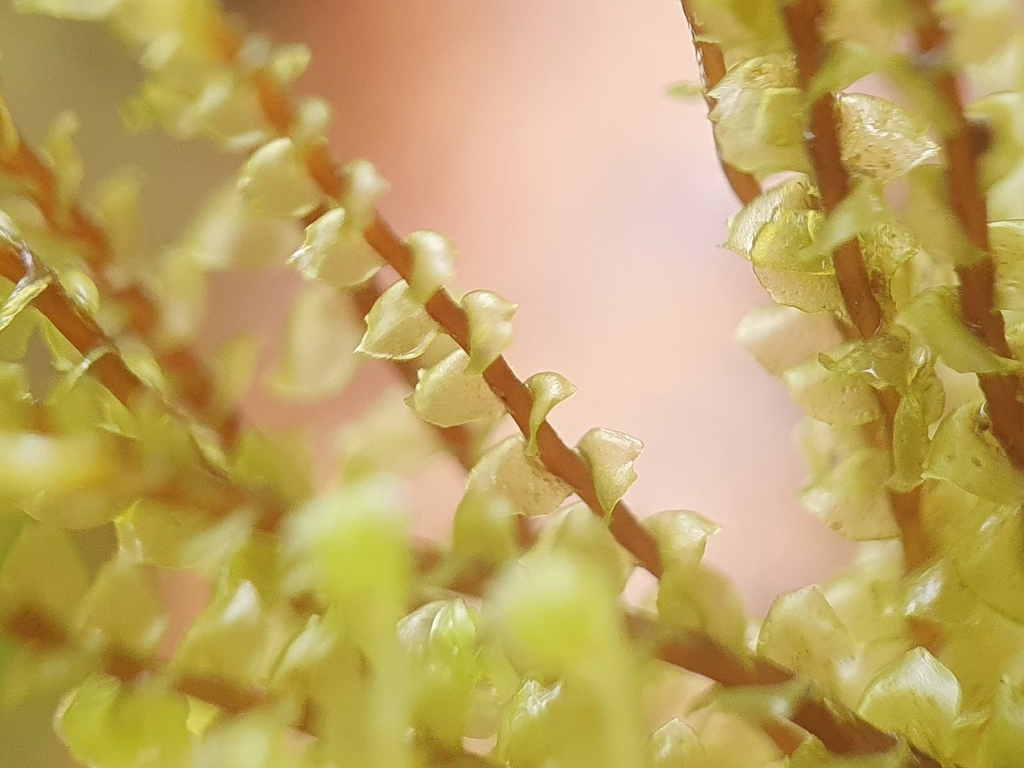 (Jungermanniales) - Botanical Realm