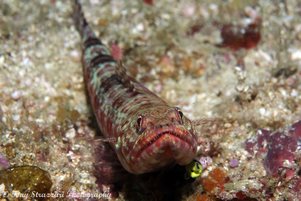 Variegated Lizardfish from Lapus Lapus on May 17, 2016 at 10:53 AM by ...