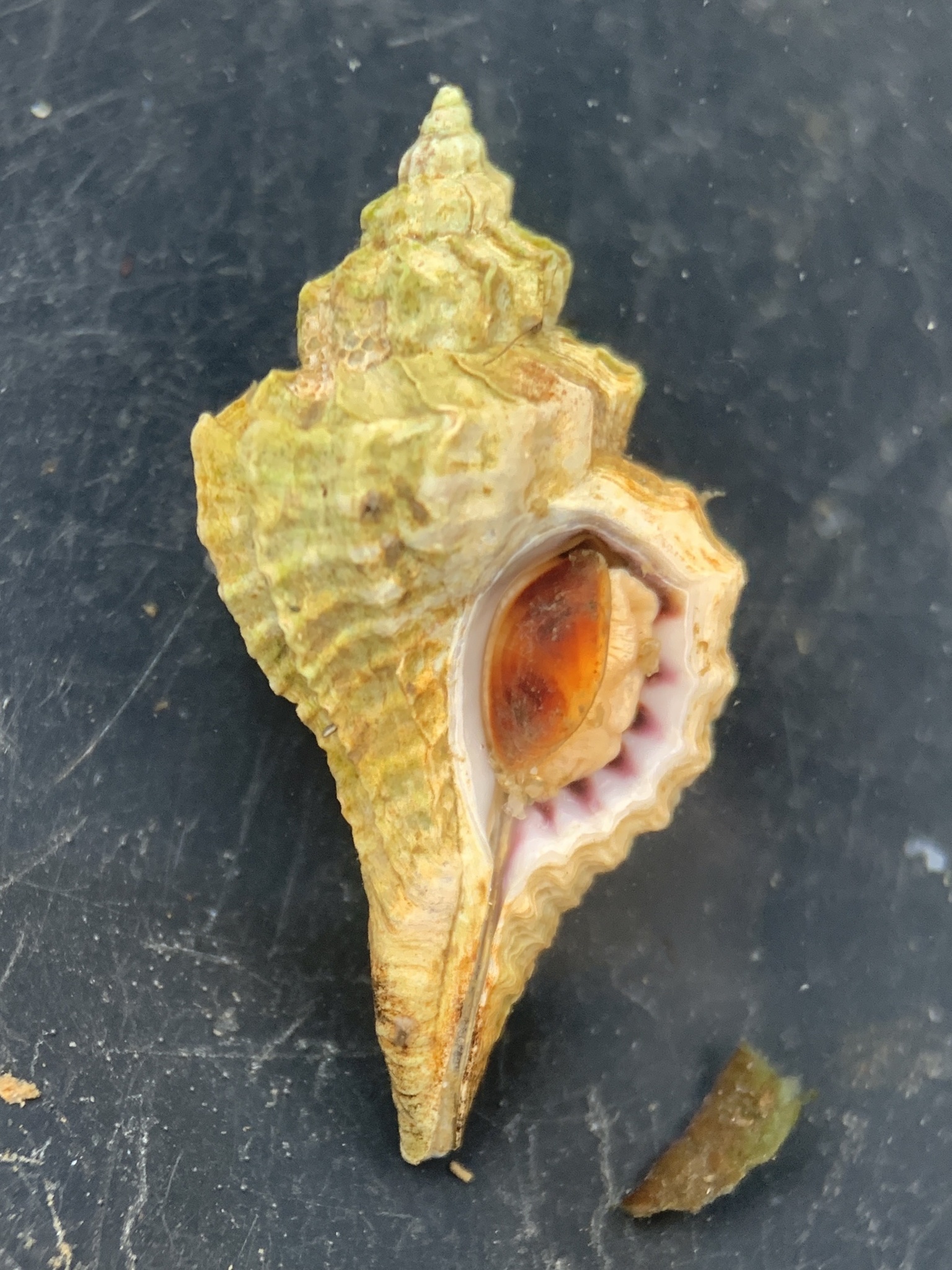 Eupleura caudata (Say, 1822)