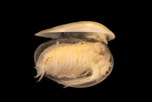 Eocyzicus digueti · iNaturalist