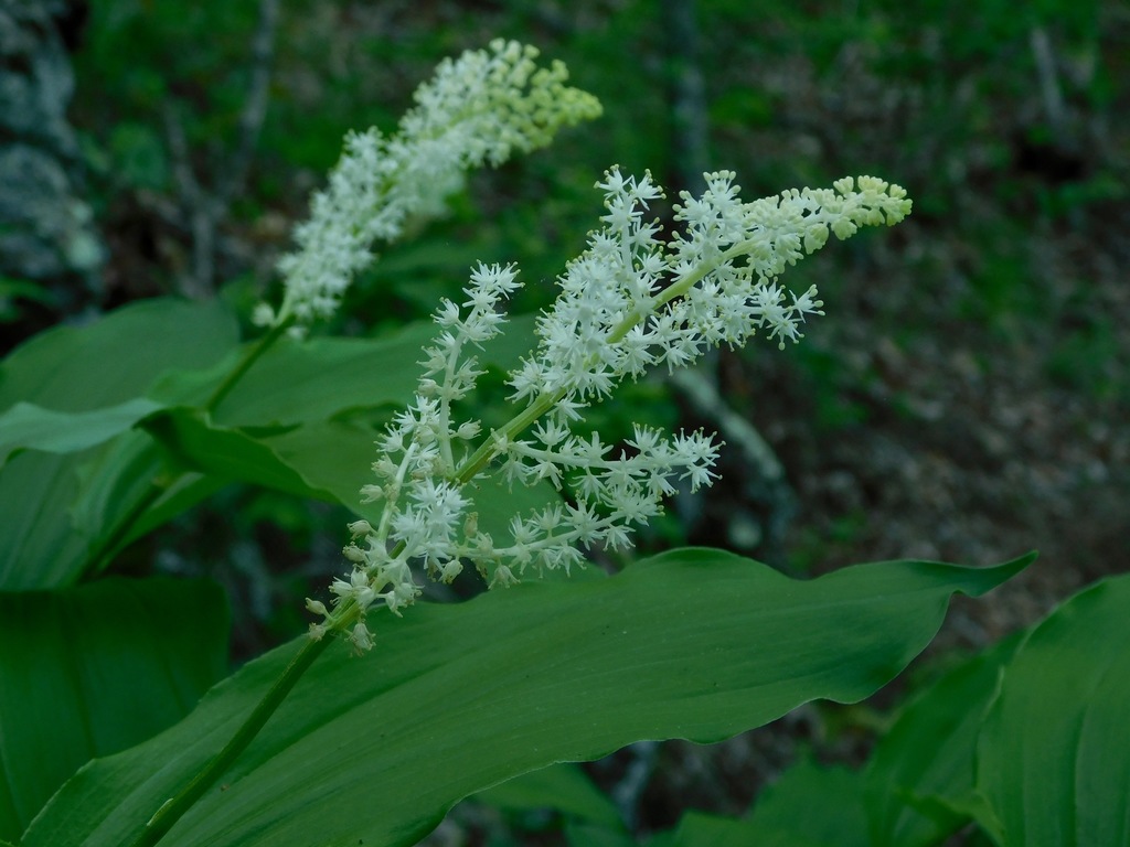 Solomon's plume (101 Native Plants of the Nature Access Trail ...