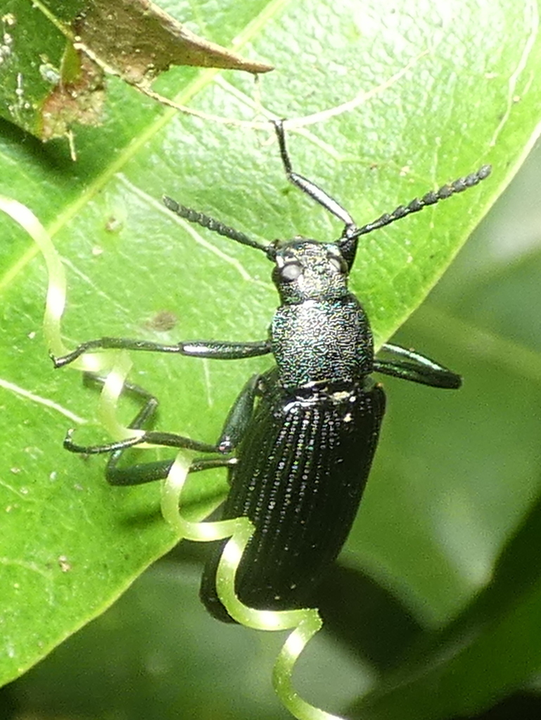 Strongylium haemorrhoidale from Zona rural de Paudalho - Pernambuco on ...
