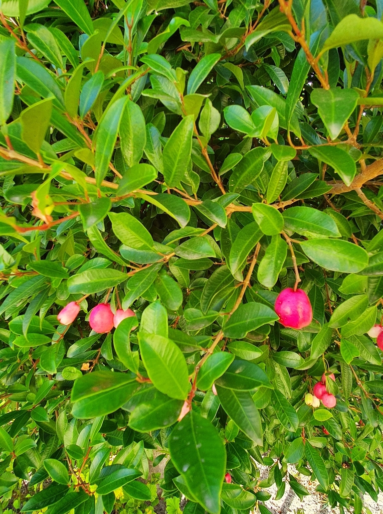 scrub cherry from Kleinmond, 7195, South Africa on May 1, 2022 at 02:17 ...