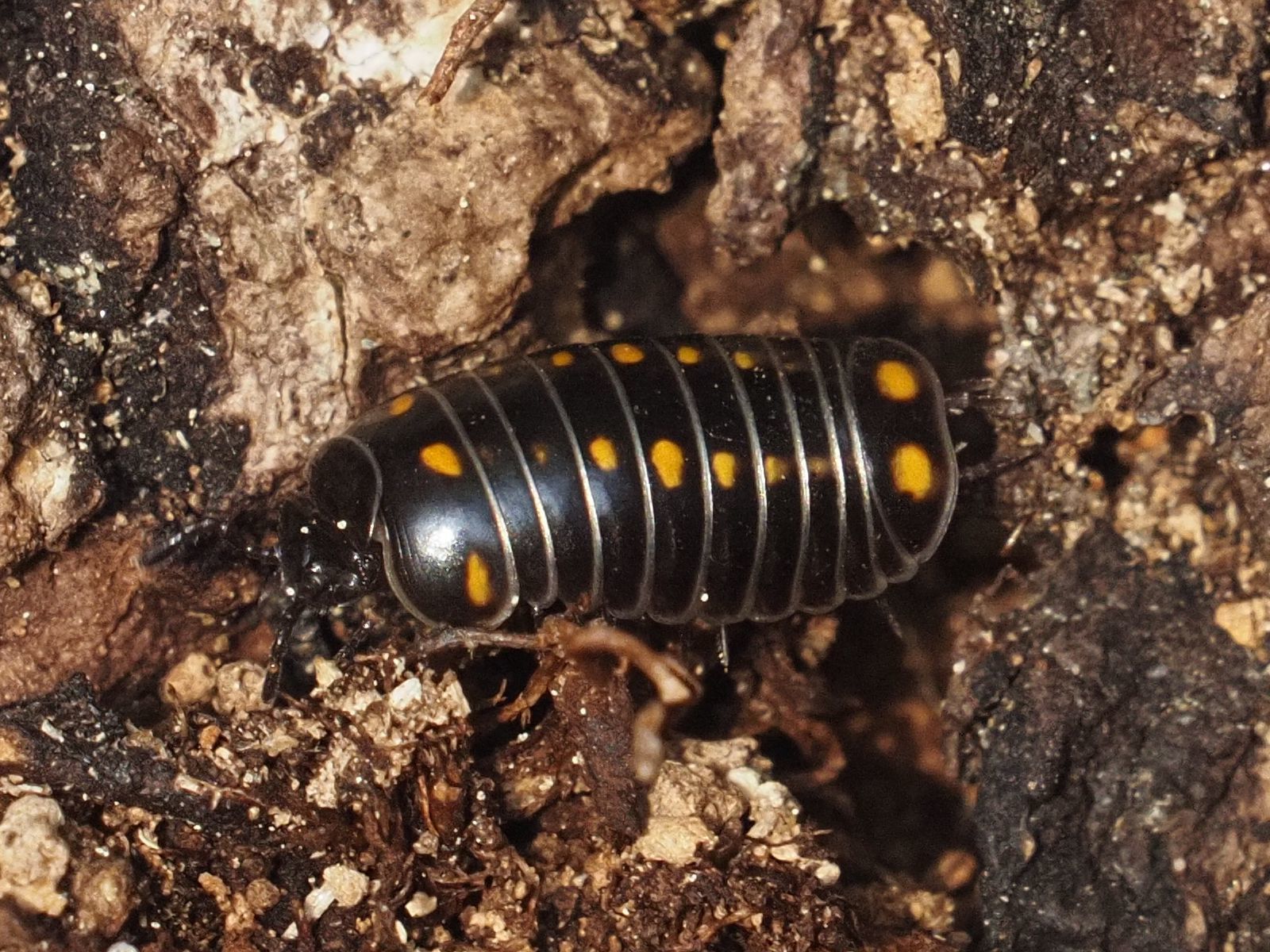 Glomeris pustulata (Fabricius, 1781)