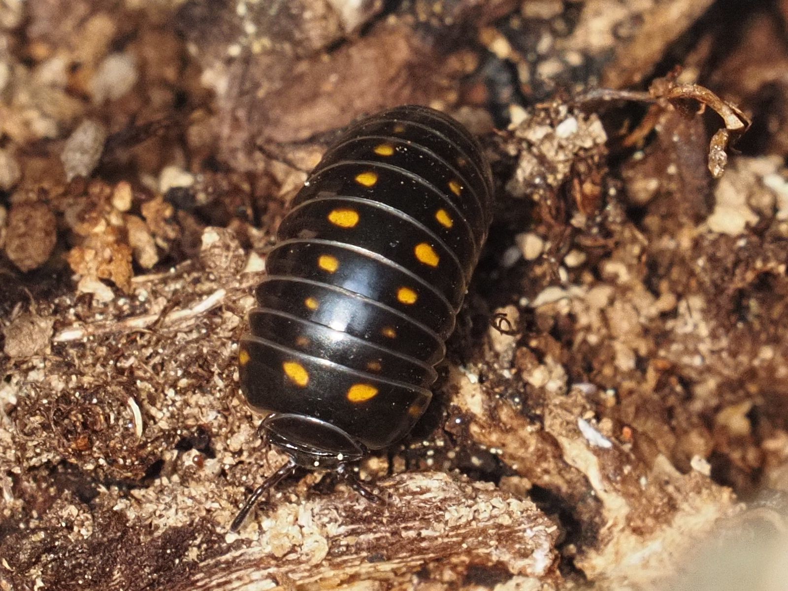Glomeris pustulata (Fabricius, 1781)