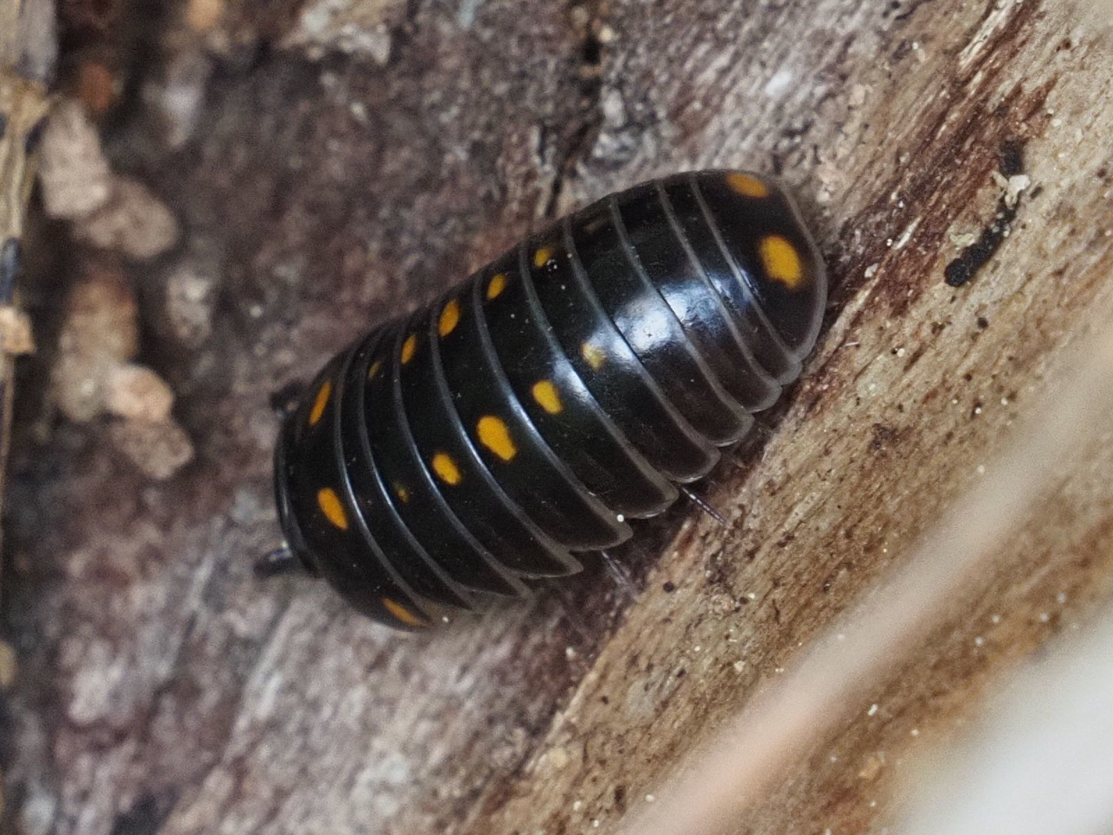 Glomeris pustulata (Fabricius, 1781)
