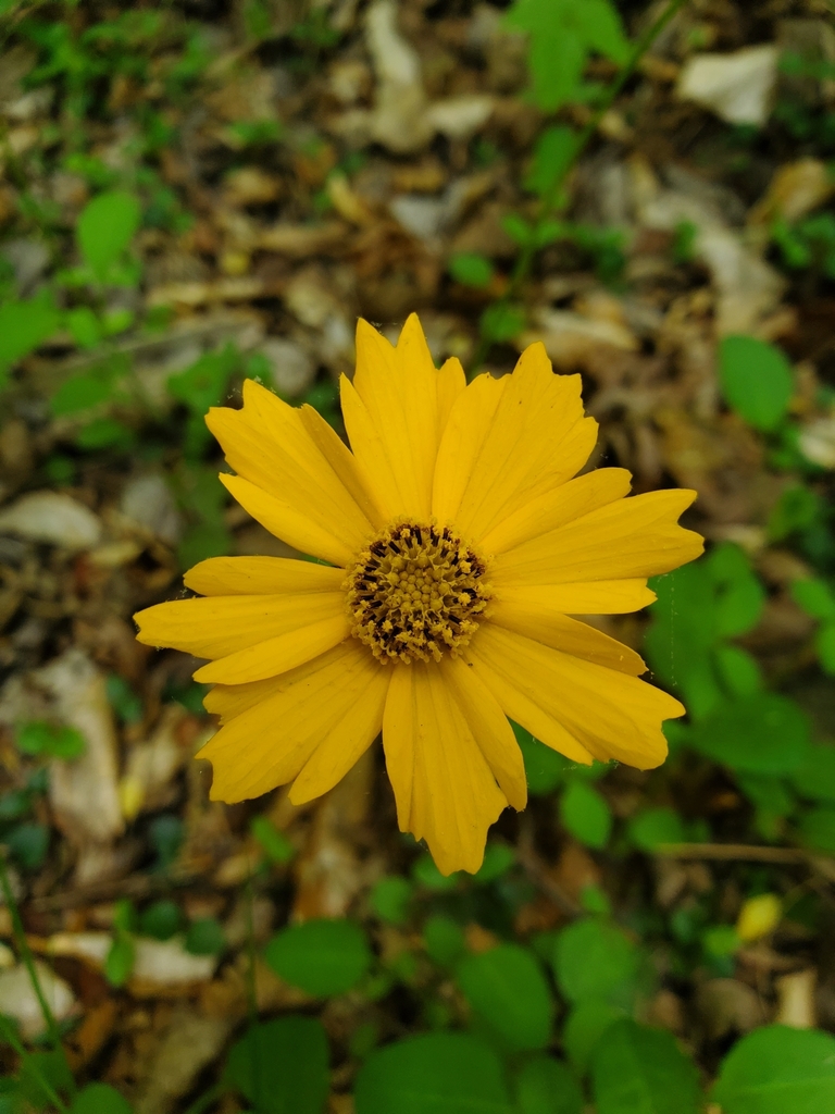lobed coreopsis in May 2022 by Raymond Little · iNaturalist