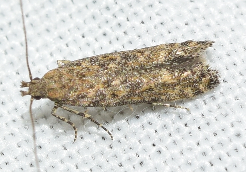 Tuta absoluta (Meyrick, 1917)