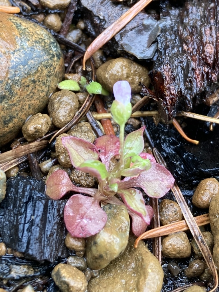 Diffuse Montia (Montia diffusa) - Botanical Realm