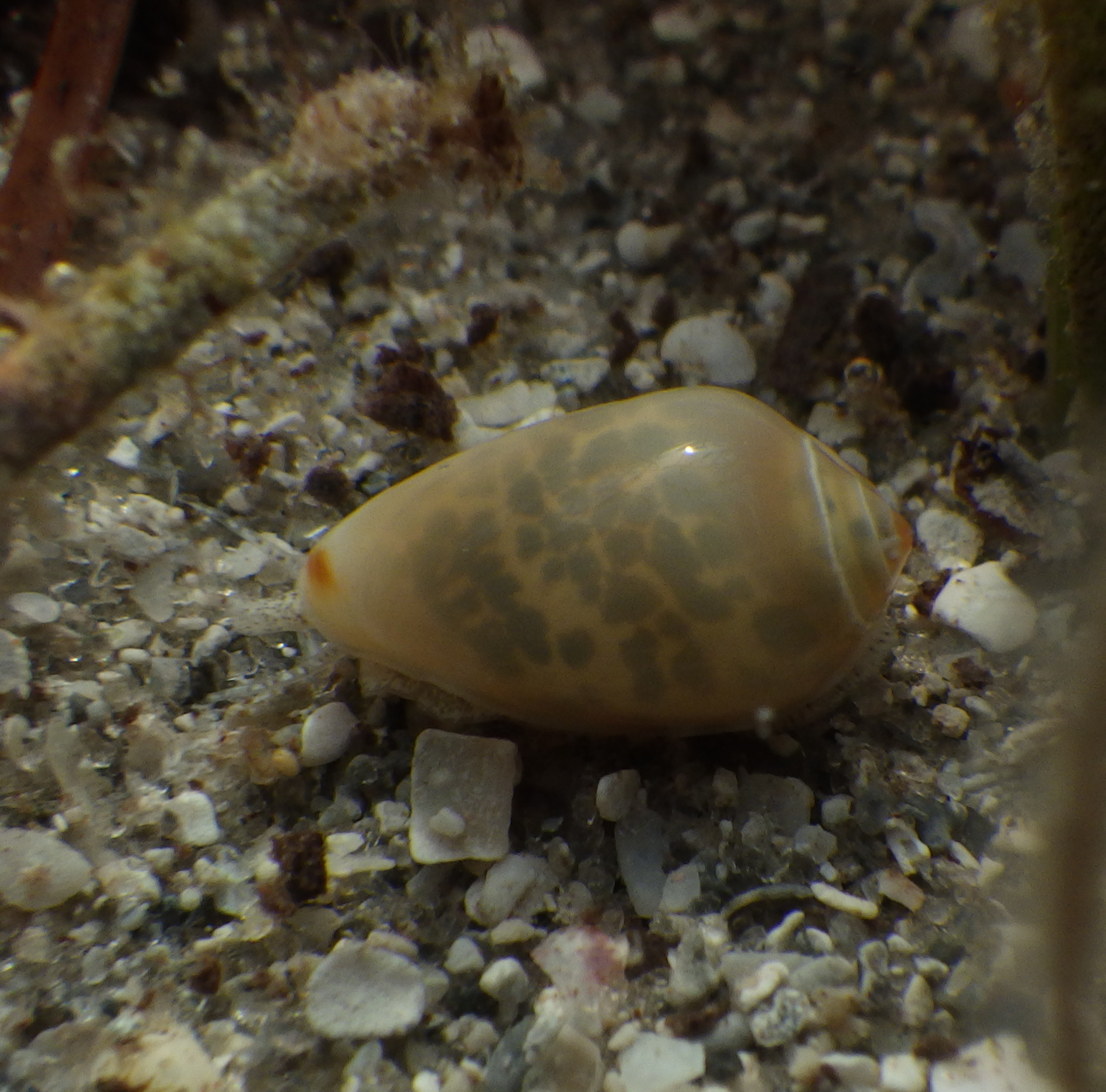 Prunum apicinum (Menke, 1828)