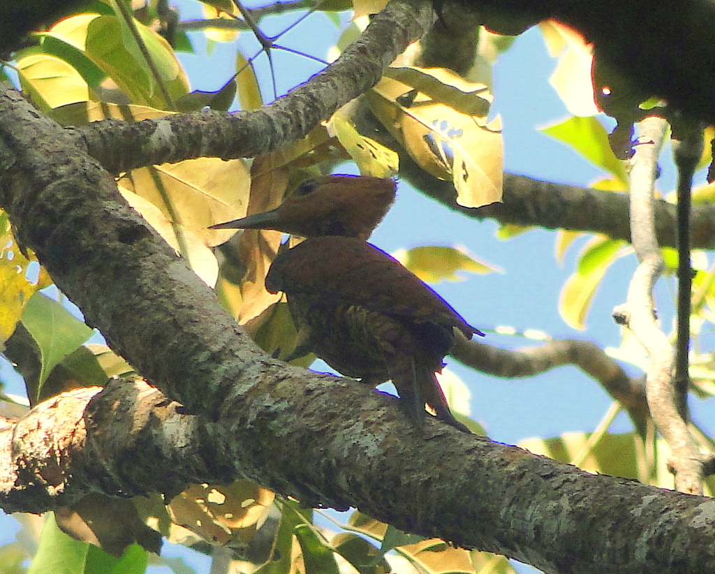 Ringed Woodpecker (Celeus torquatus) - Avian Discovery