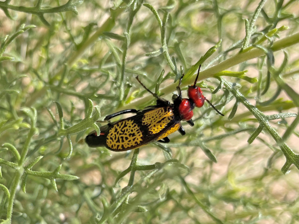 Iron Cross Blister Beetle from Las Campanas, Green Valley, AZ 85614 ...