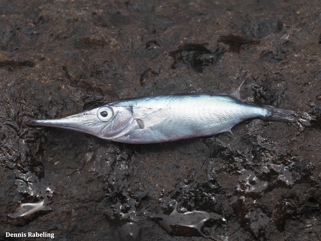 Little Bellowsfish from Las Palmas, ES-CN, ES on May 4, 2022 at 01:26 ...