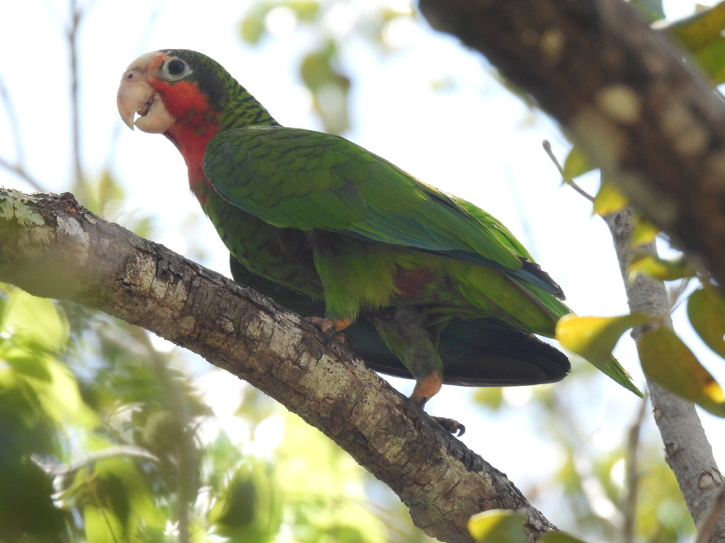 Grand Cayman Parrot (Amazona leucocephala caymanensis) - Avian Discovery