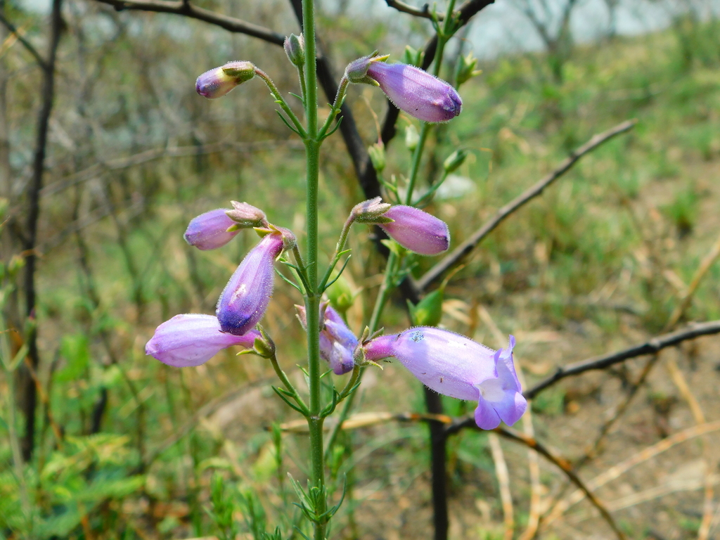 Penstemon amphorellae from Cuautitlán Izcalli, Méx., México on April 30 ...