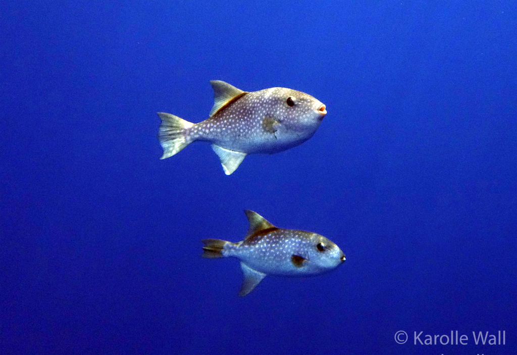 Spotted Oceanic Triggerfish (Canthidermis maculata) - Marine Life ...