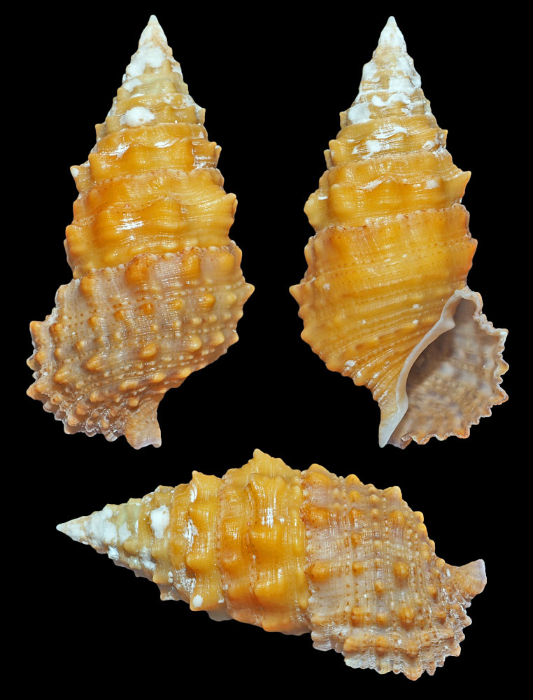 Cerithium echinatum Lamarck, 1822