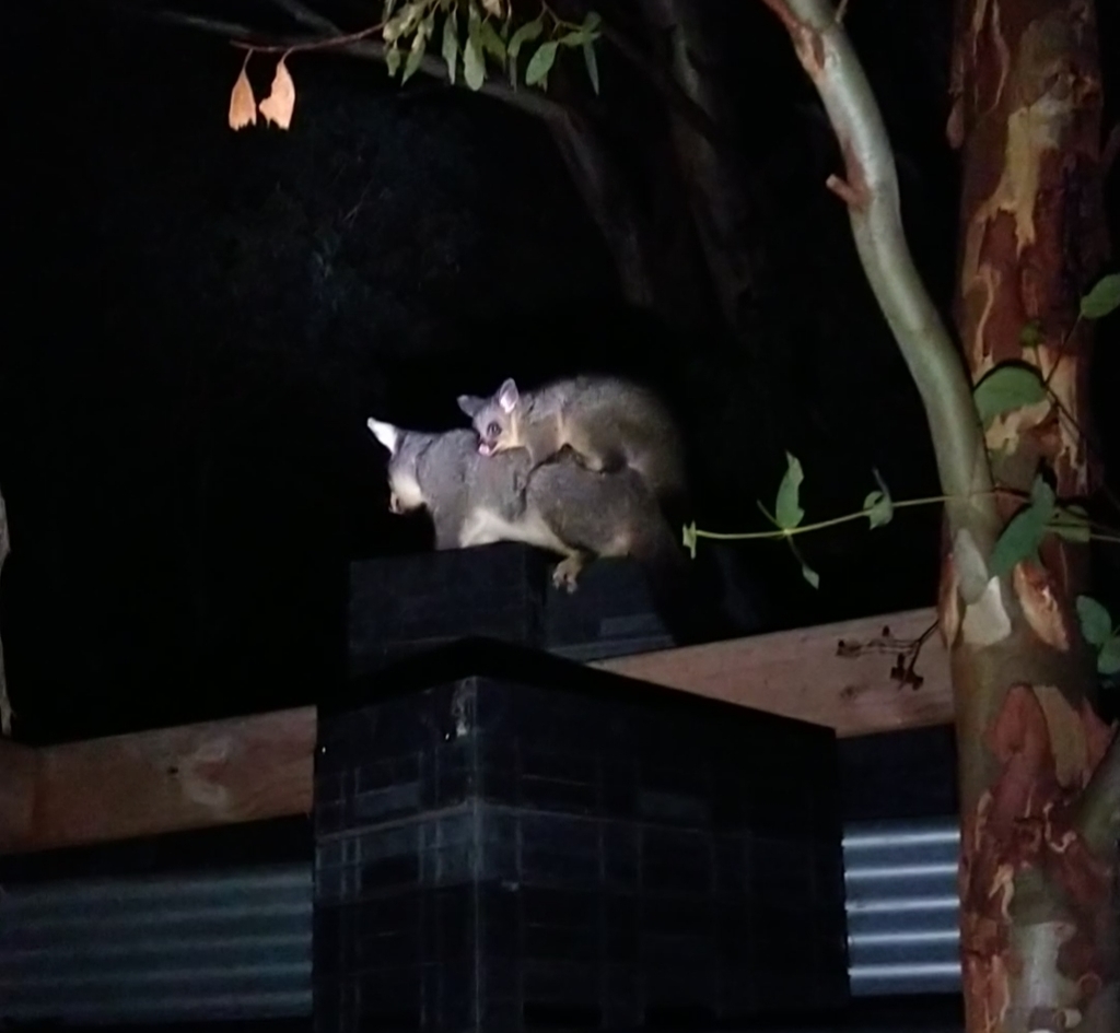 Common Brushtail Possum from Staughton Vale VIC 3340, Australia by ...