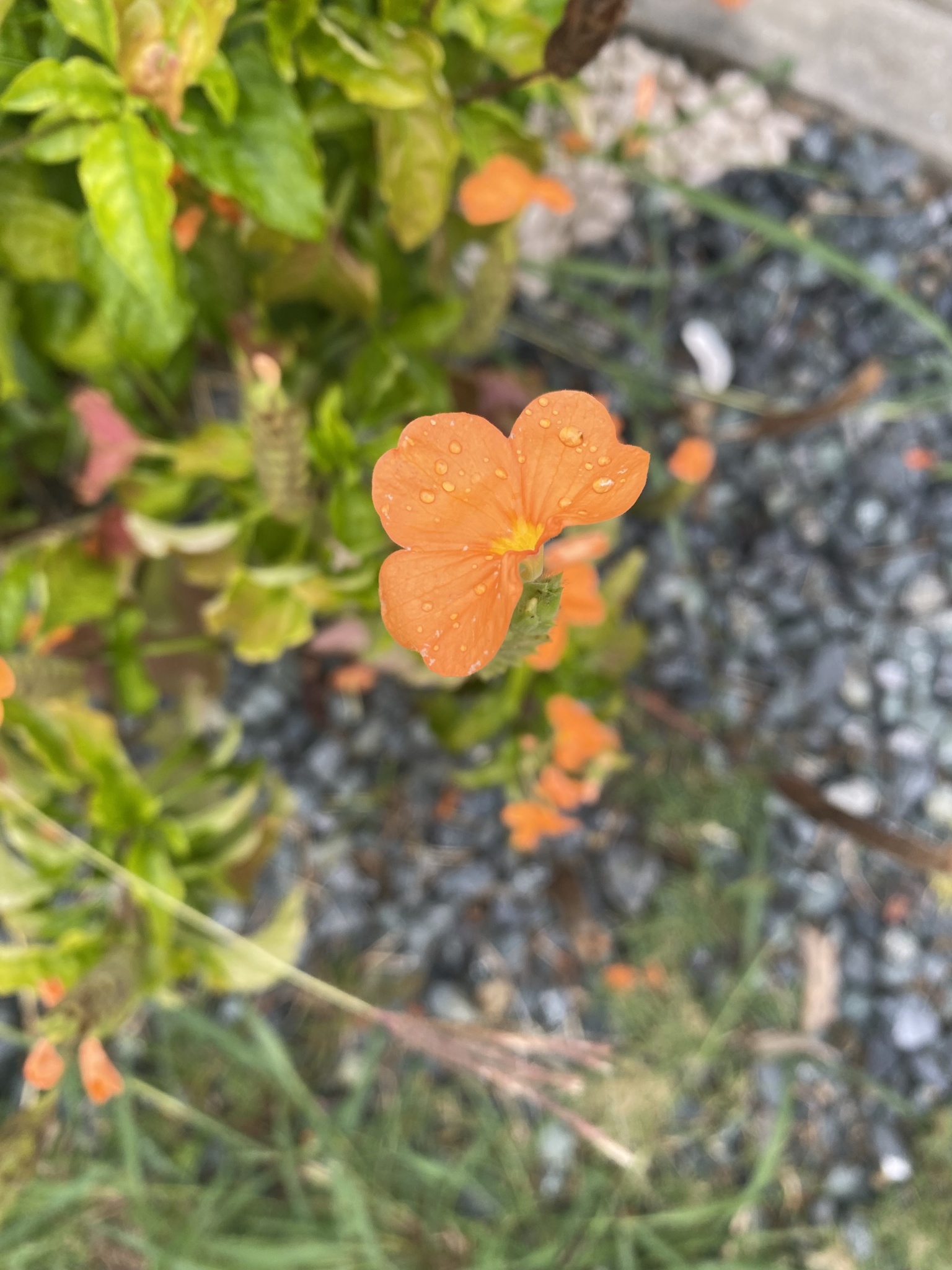 Crossandra infundibuliformis (L.) Nees