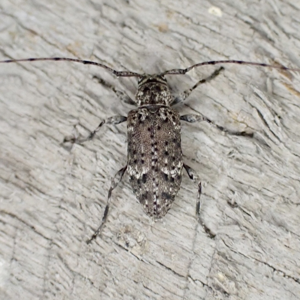 Sternidius punctatus from CR-47, Midway, AL, US on May 04, 2022 at 09: ...