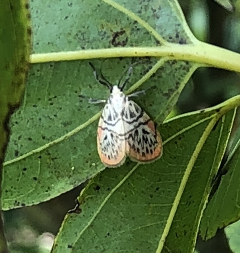 Miltochrista obscuripostica · iNaturalist