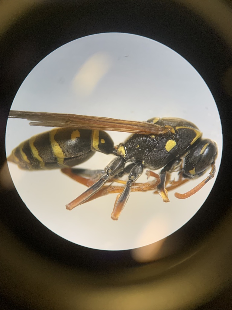 Asian Paper Wasp from Launceston Place, Ranfurly, Otago, NZ on May 06 ...