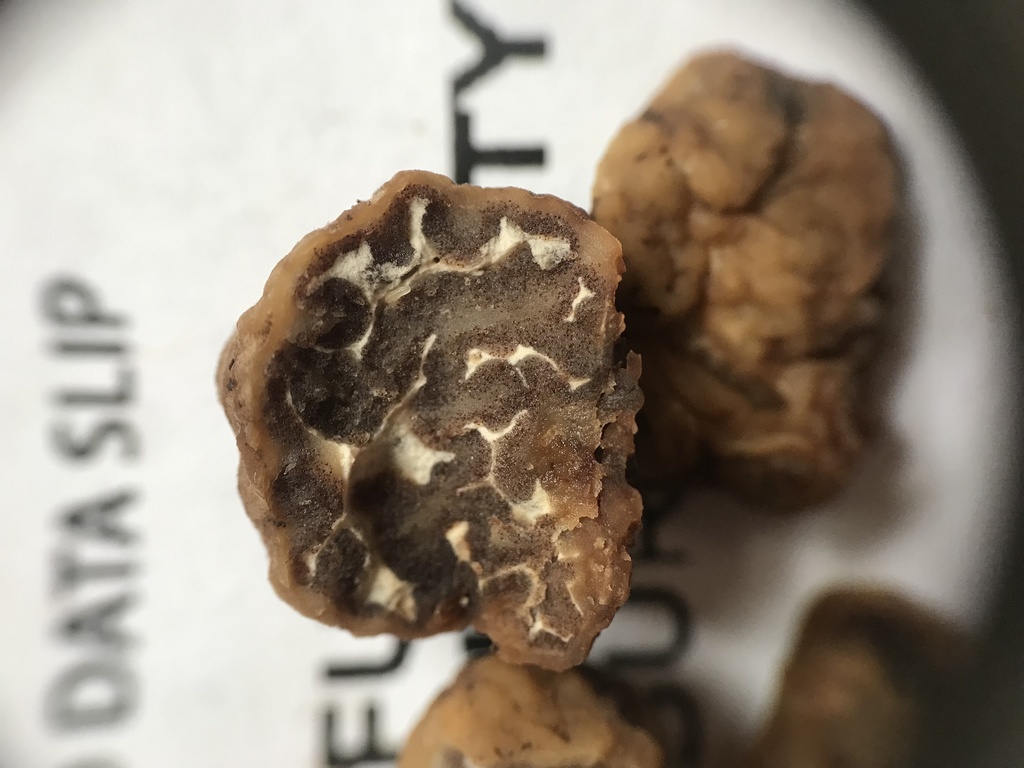 Tuber californicum from Howard Buford County Park, Pleasant Hill, OR ...