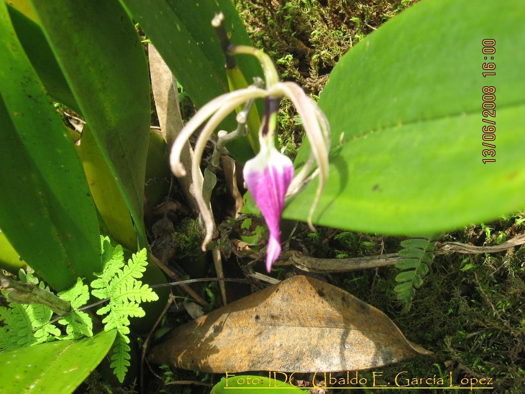 appendage orchids from Oaxaca, MX on June 13, 2008 at 04:00 PM by ...