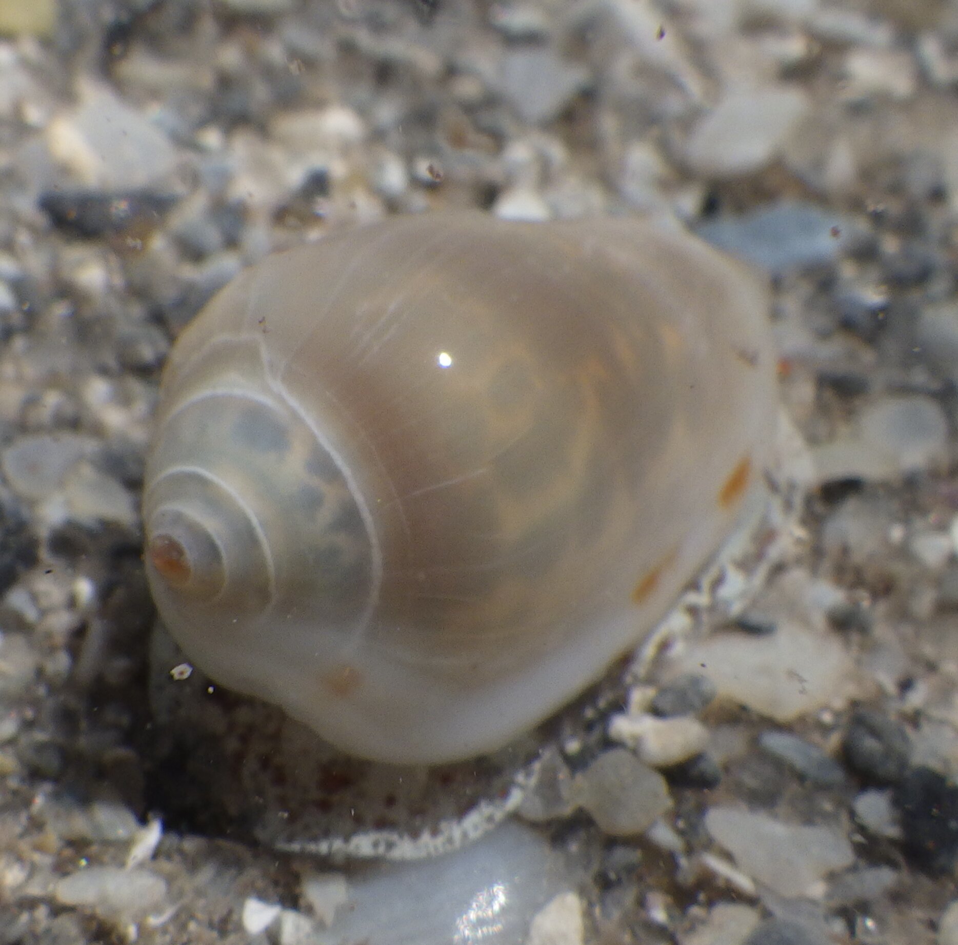 Prunum apicinum (Menke, 1828)